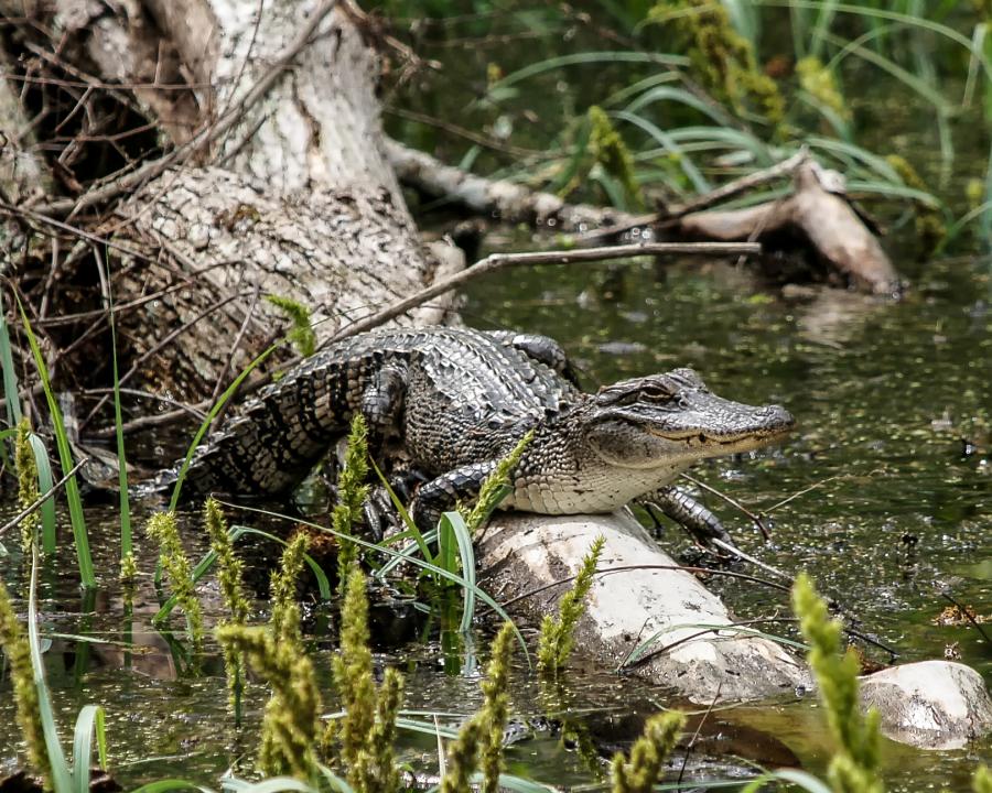 Juvenile Gator | Shutterbug